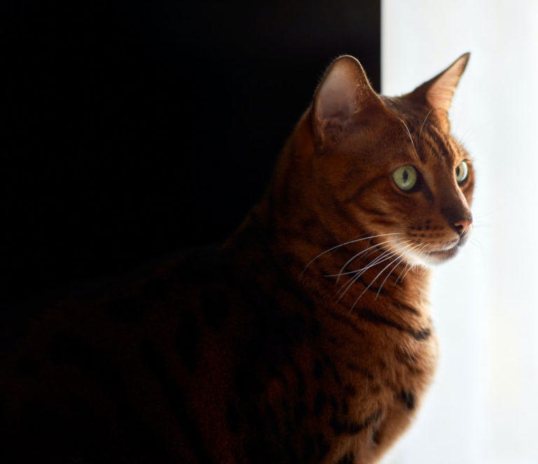 Spot Metering - A Beginner’s Guide on How to Use it