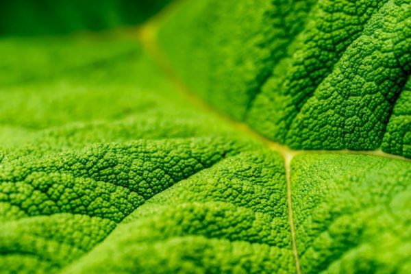 19 Macro Photography Ideas For Incredible Shots