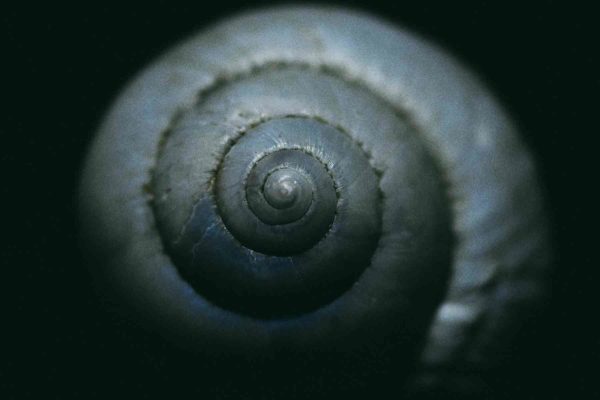 19 Macro Photography Ideas For Incredible Shots