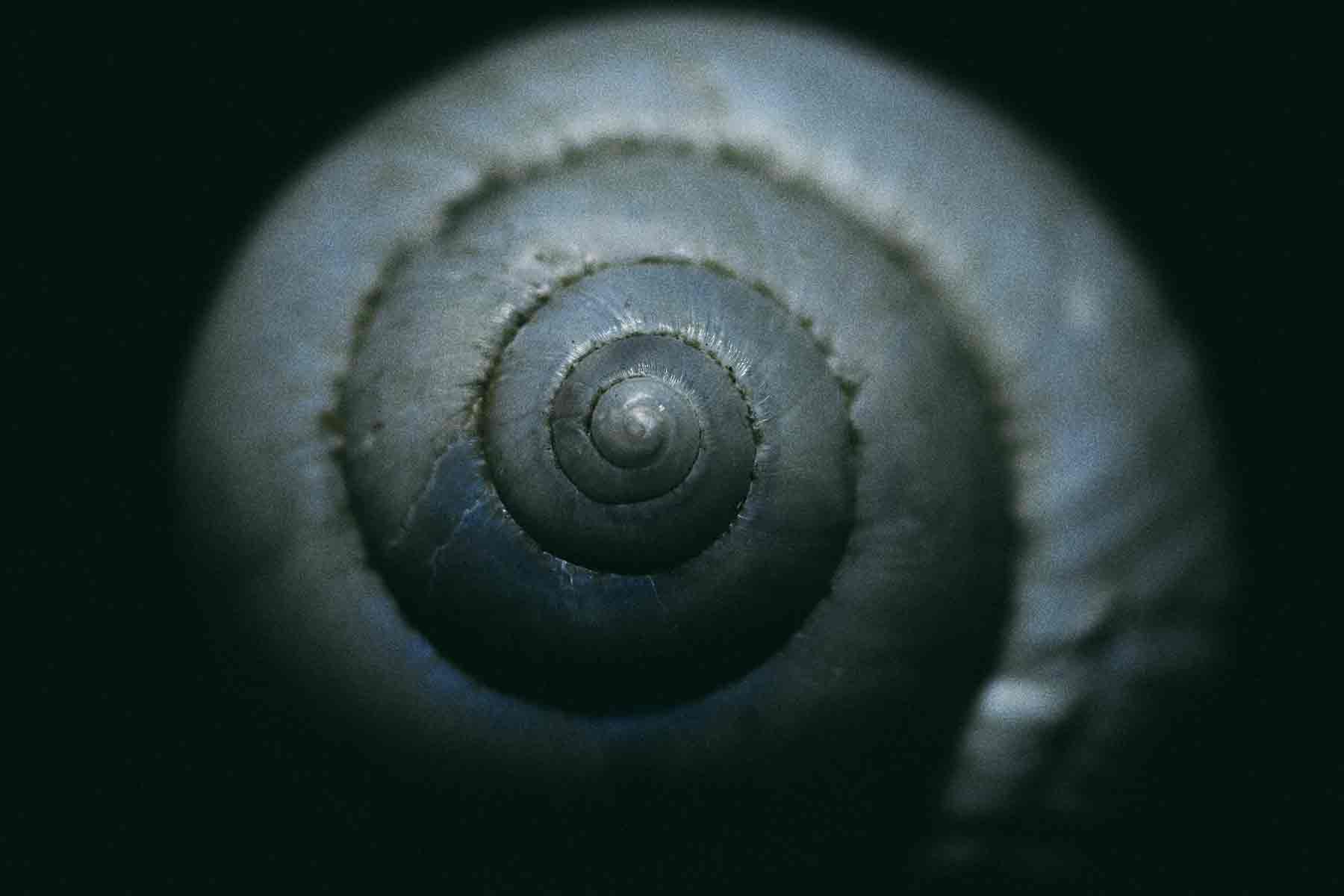 19 Macro Photography Ideas For Incredible Shots