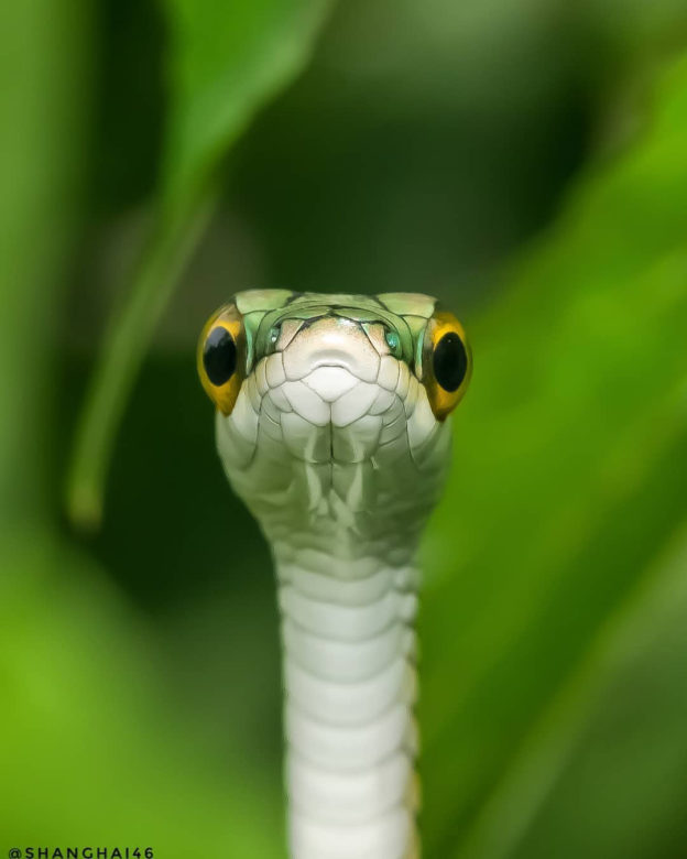 27 Famous Macro Photographers to Follow