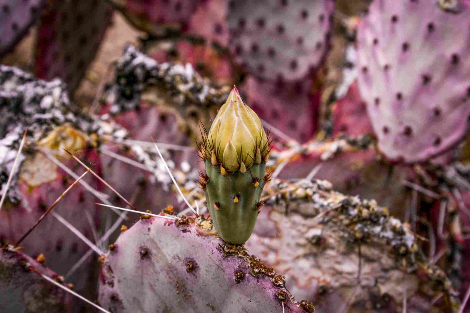 Patterns in Photography: A Complete Guide