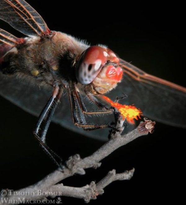 27 Famous Macro Photographers to Follow