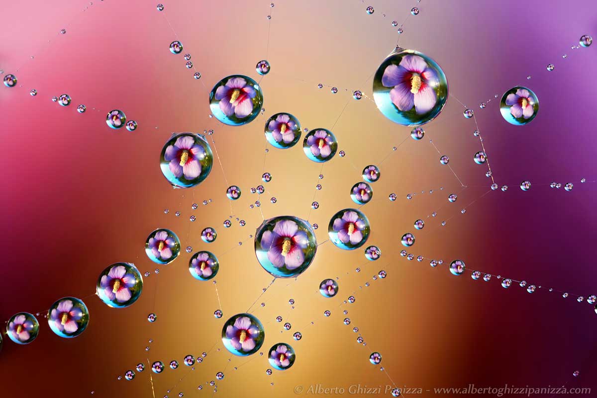 27 Famous Macro Photographers to Follow