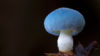 27 Famous Macro Photographers to Follow