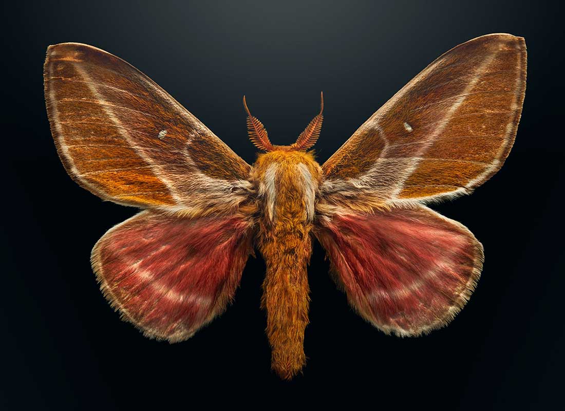 27 Famous Macro Photographers to Follow