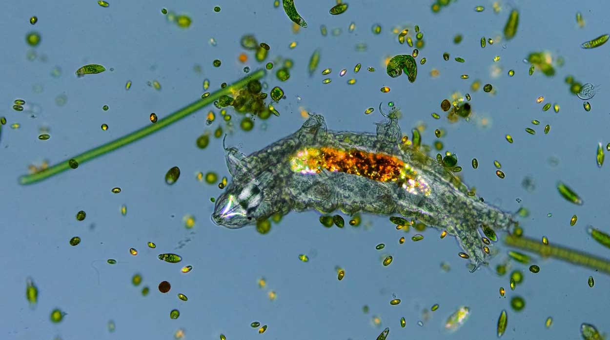 27 Famous Macro Photographers to Follow