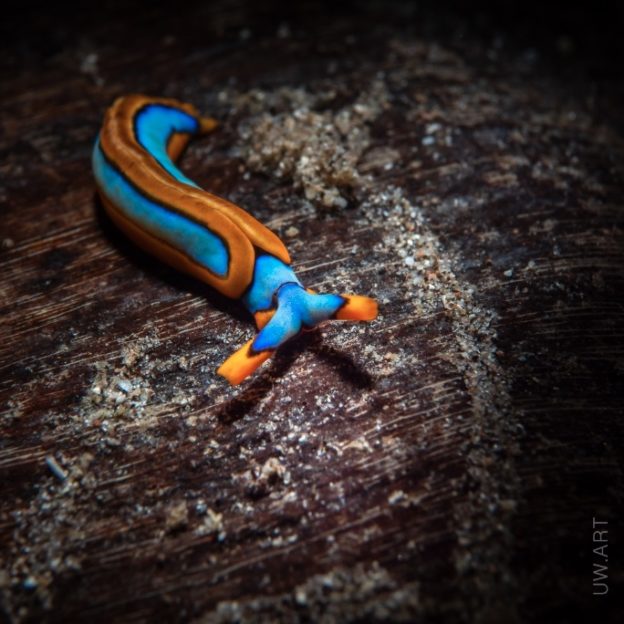 27 Famous Macro Photographers to Follow