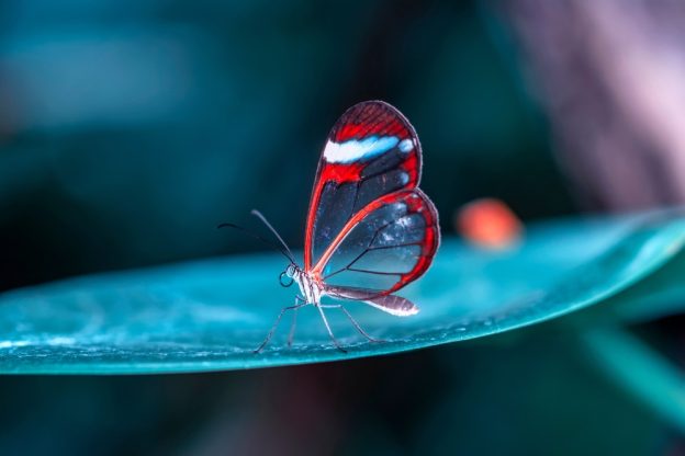 The Ultimate Guide to Nature Macro Photography