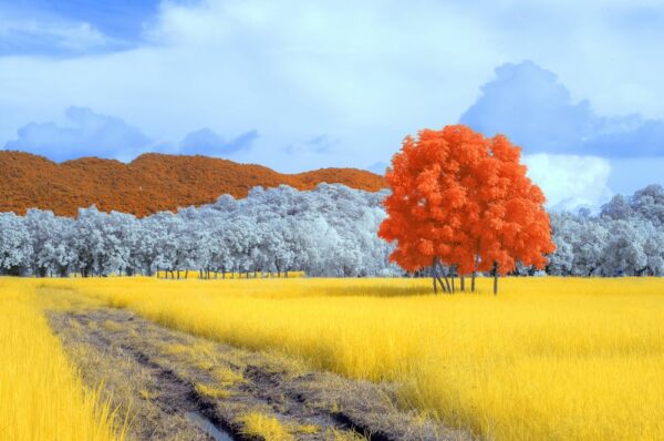 Infrared Photography 101 - All You Need to Know