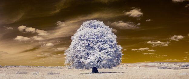 Infrared Photography 101 - All You Need to Know