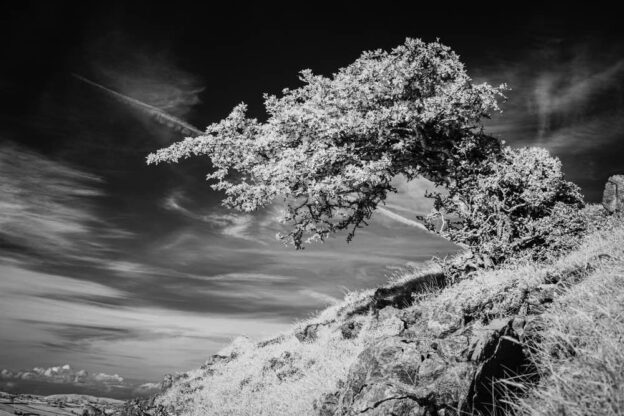 Infrared Photography 101 - All You Need to Know