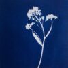 Experimental Photography: A Primer for the Curious