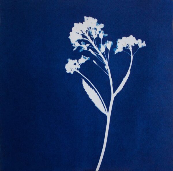 Experimental Photography: A Primer for the Curious