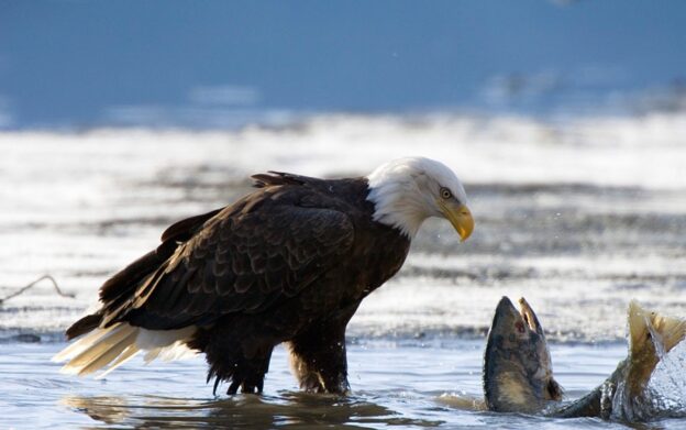 The 18 Most Famous Wildlife Photographers You Need to Know