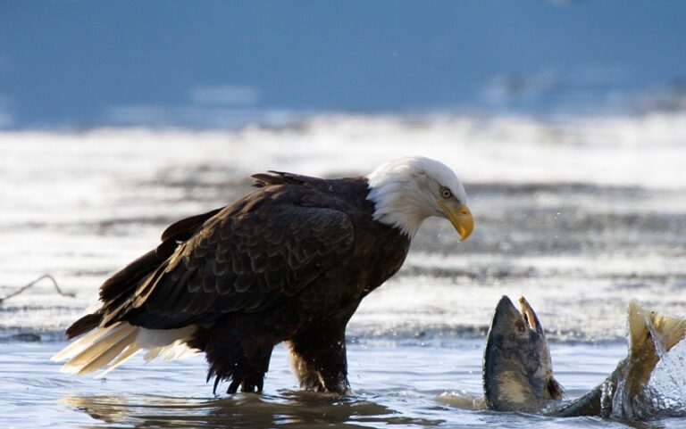 The 18 Most Famous Wildlife Photographers You Need to Know