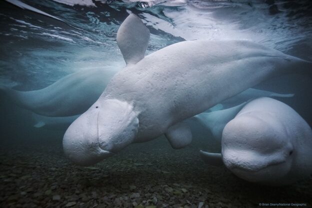 The 18 Most Famous Wildlife Photographers You Need to Know