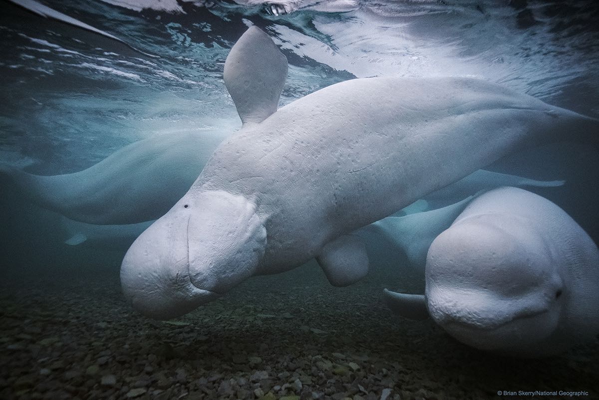 The 18 Most Famous Wildlife Photographers You Need to Know