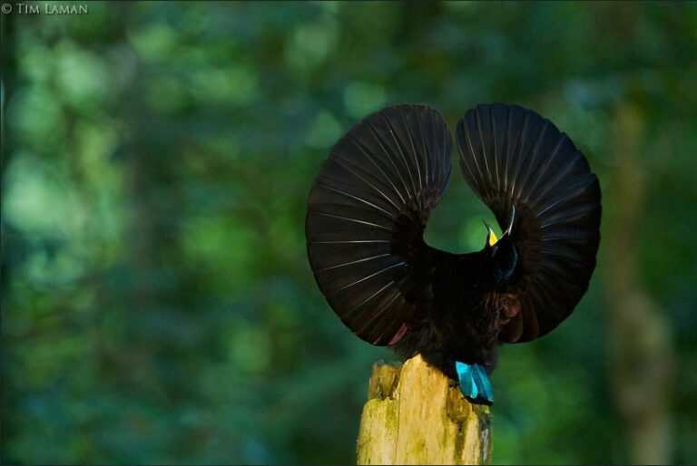 The 18 Most Famous Wildlife Photographers You Need to Know