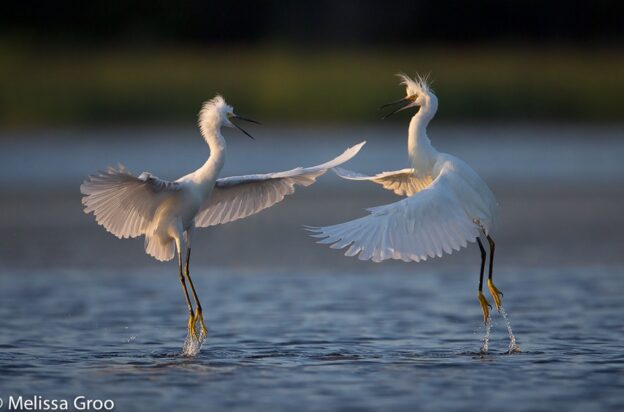 The 18 Most Famous Wildlife Photographers You Need to Know