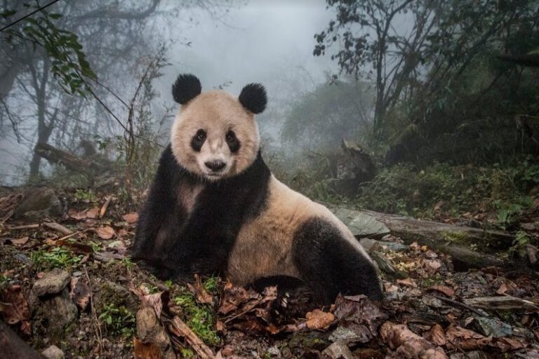 The 18 Most Famous Wildlife Photographers You Need to Know