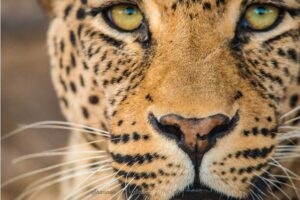 The 18 Most Famous Wildlife Photographers You Need to Know