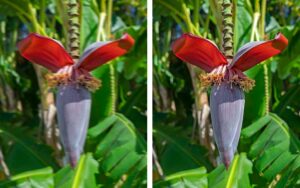 Image Stabilization: What, When, and How
