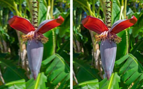 Image Stabilization: What, When, and How