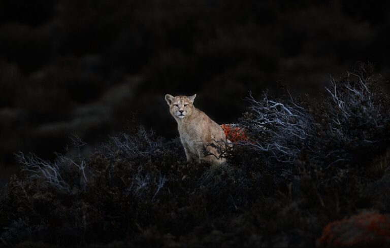 The 18 Most Famous Wildlife Photographers You Need to Know