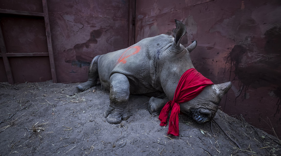 The 18 Most Famous Wildlife Photographers You Need to Know