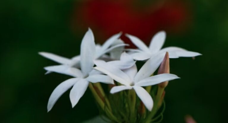 Program Mode: What It Is and How to Use It