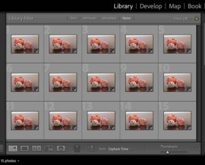 Focus Stacking: Your Ultimate Guide