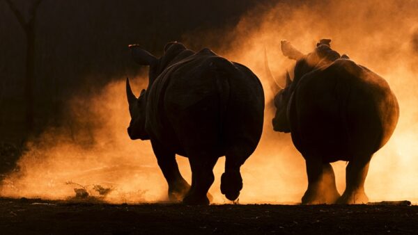 Focus Modes: When and How to Use Them