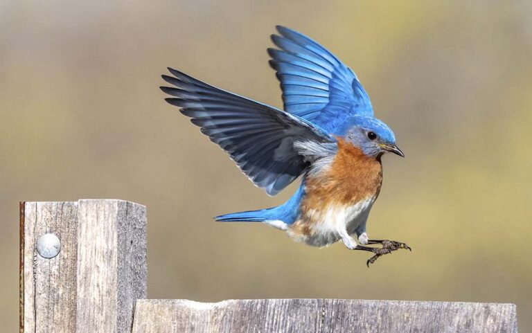 24 Tips for Taking Tack Sharp Photos