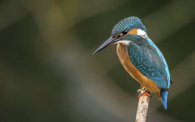Wildlife Photography: The Ultimate Guide for Beginners