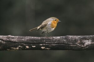 Close-Up Photography Tips for Shooting Incredible Images