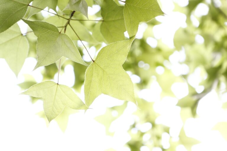 Overexposure vs Underexposure - A Complete Guide