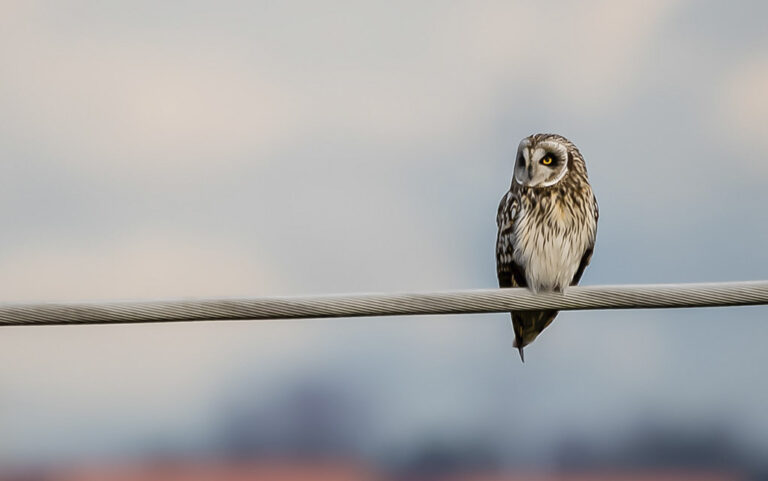 Wildlife Photography: The Ultimate Guide for Beginners