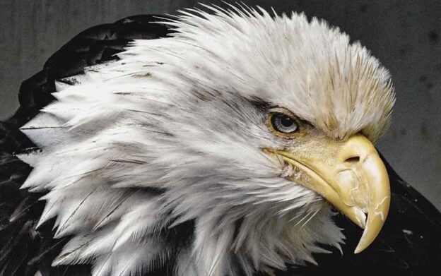 How to Photograph Birds