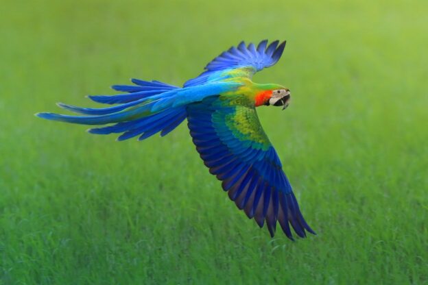 How to Photograph Birds