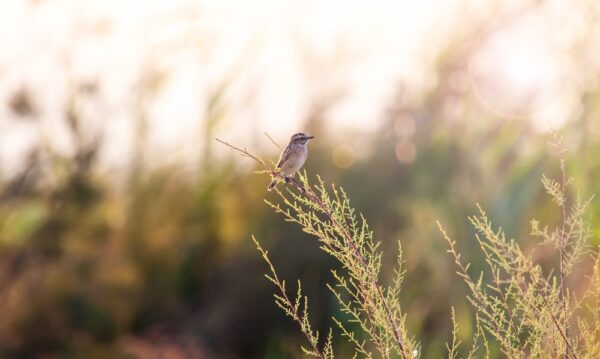 Foreground, Middleground, and Background in Photography