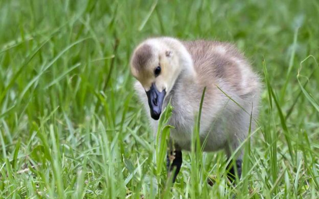 How to Photograph Birds