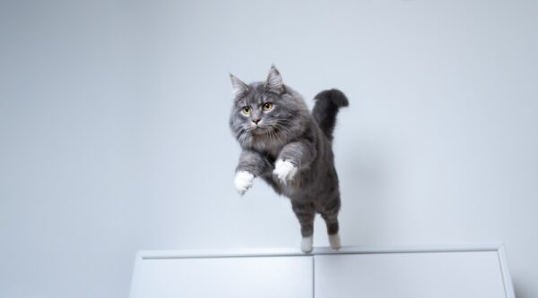 How to Photograph Pets