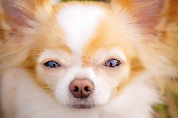 How to Photograph Pets