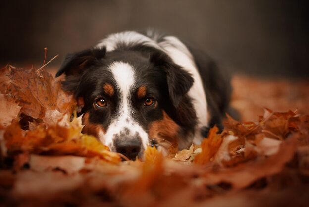 How to Photograph Pets