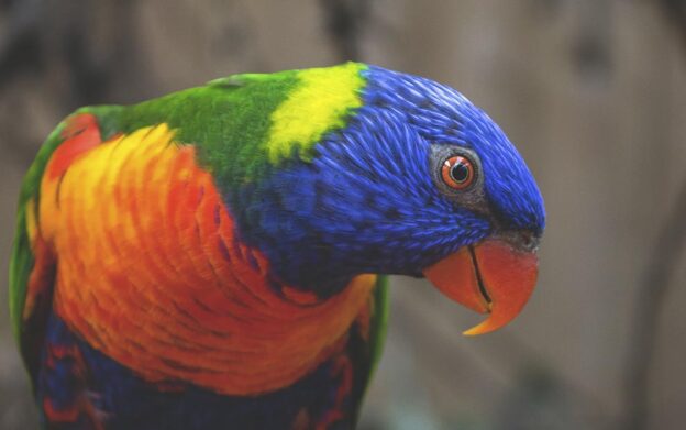 How to Photograph Birds