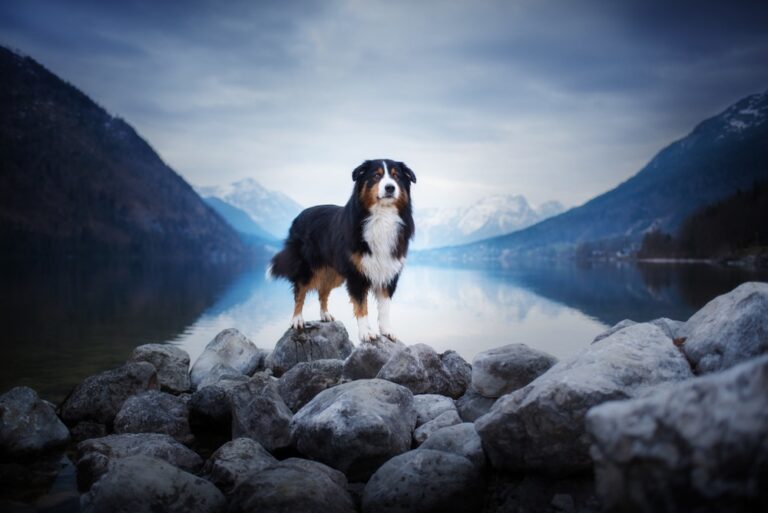 How to Photograph Pets