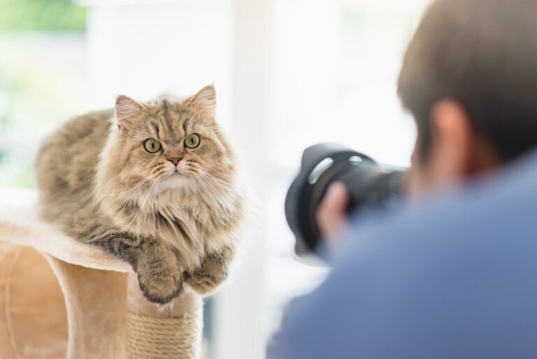 How to Photograph Pets