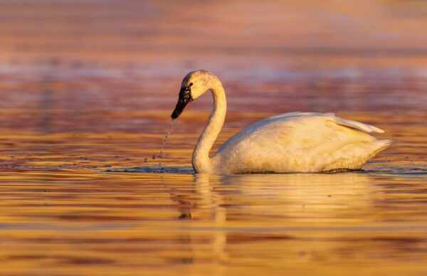 How to Photograph Birds