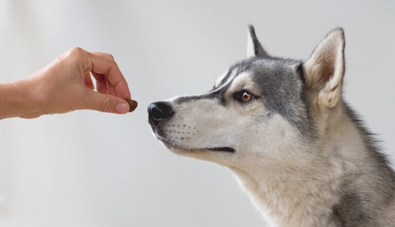 How to Photograph Pets